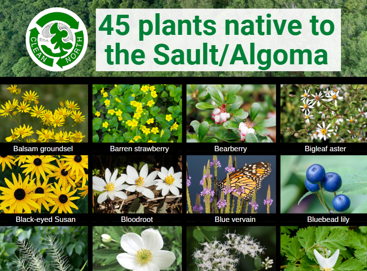 Sault/Algoma Grow Me Instead Guide - Clean North