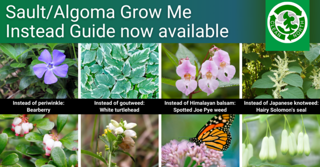 New guide spotlights the worst invasive plants in the Sault/Algoma—and ...